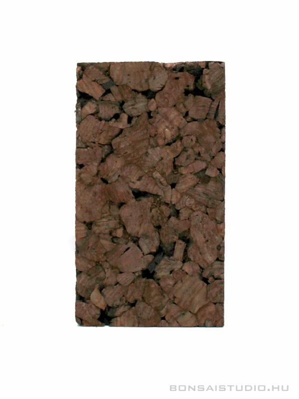 Tillandsia parafa - epifita lap 02. tillandsia, tillandsia gondozasa ...