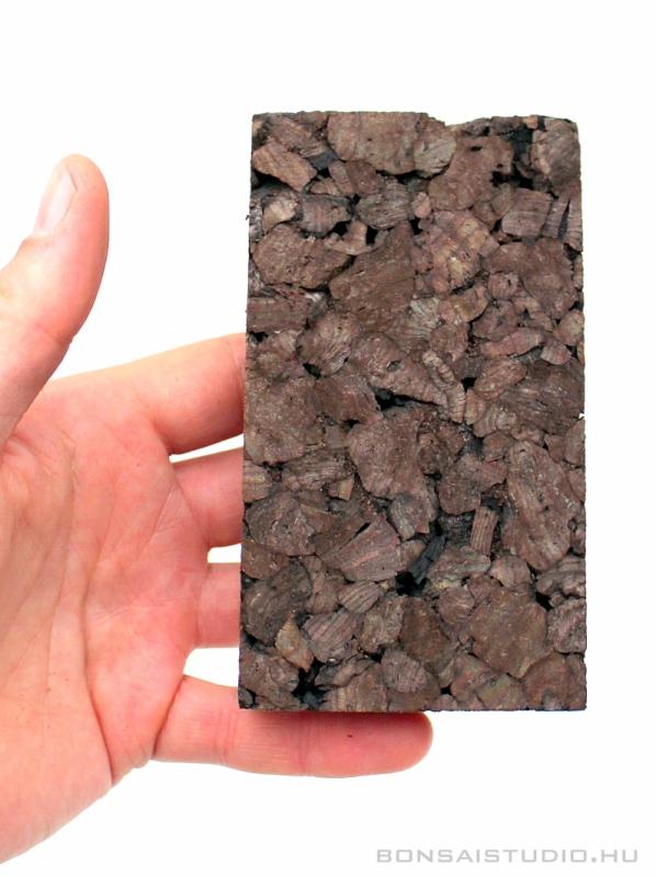 Tillandsia parafa - epifita lap 02. tillandsia, tillandsia gondozasa ...